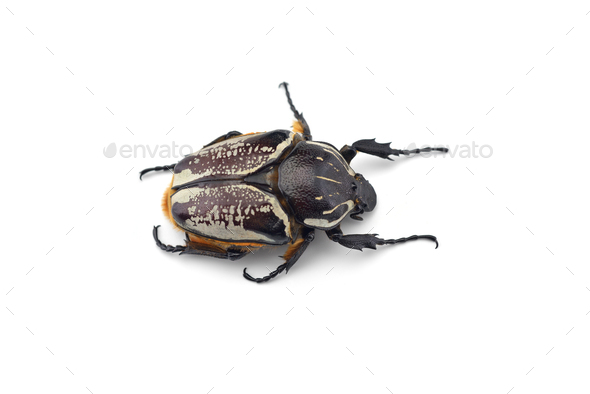The African Goliath Beetles isolated on white background Stock Photo by ...