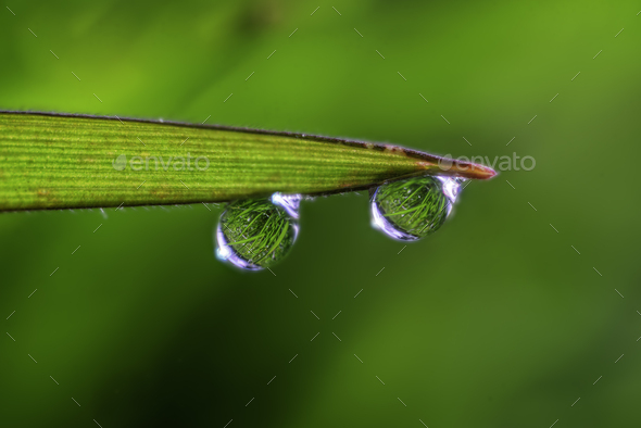 Inverted Refraction of a Garden inside Two Raindrops Stock Photo by ...