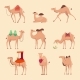Desert Camels, Vectors | GraphicRiver