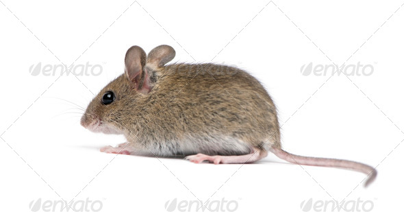 Side view of Wood mouse in front of white background Stock Photo by ...