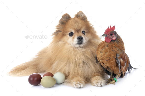 spitz and chicken Stock Photo by cynoclub | PhotoDune