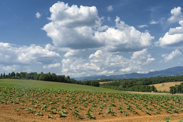 Summer landscape from Citerna, Tuscany, Italy Stock Photo by clodio