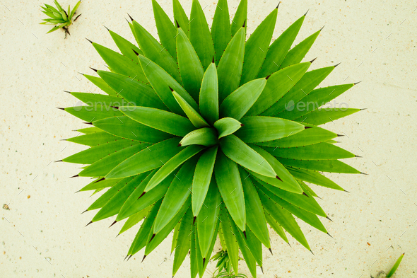 green abstract nature background Stock Photo by avanti_photo | PhotoDune