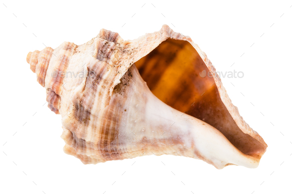 empty brown shell of whelk mollusk isolated Stock Photo by vvoennyy