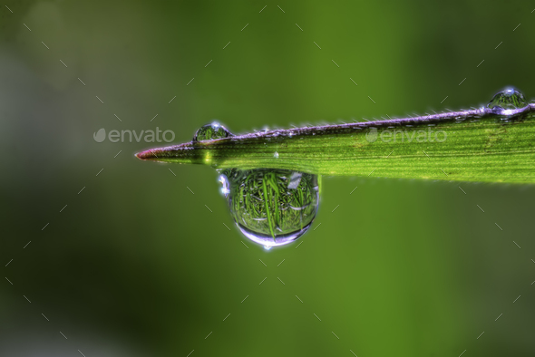 A Drop of Water shows inside the Inverted Image of the garden Stock ...