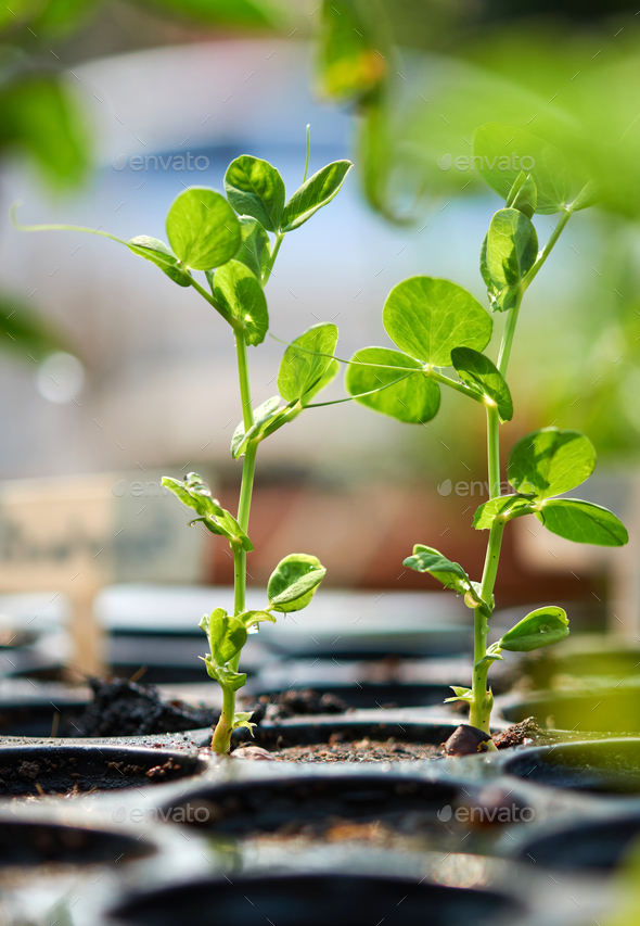 Seedling of sugar pea in homegrown garden Stock Photo by Studio_OMG