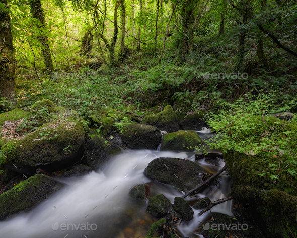 Flowing Water between rocks in a deciduous Forest Stock Photo by ...