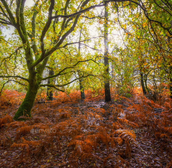 Delightful Light Filtered Through the Foliage of Oak Trees Stock Photo ...