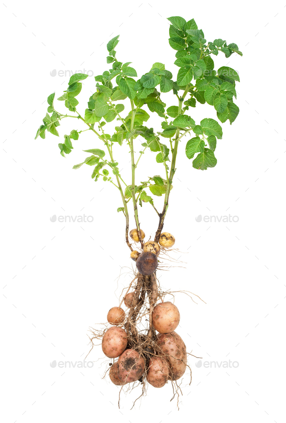 Potato bush Stock Photo by SeDmi | PhotoDune