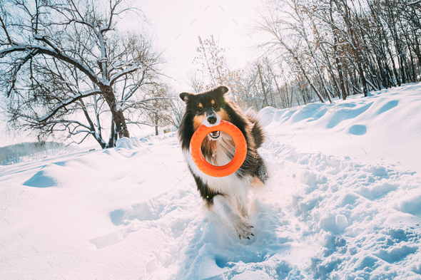 Funny Young Shetland Sheepdog, Sheltie, Collie Playing With Ring Toy ...