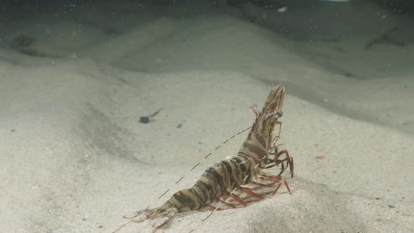 Unique underwater perspective panning view of a large prawn sitting ...