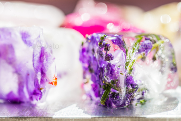 Frozen Flowers in Ice Cubes Stock Photo by Manuta | PhotoDune