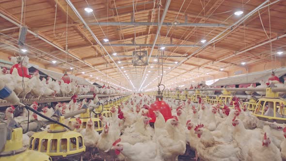 Large chicken farm with thousends of hens and roosters, Stock Footage