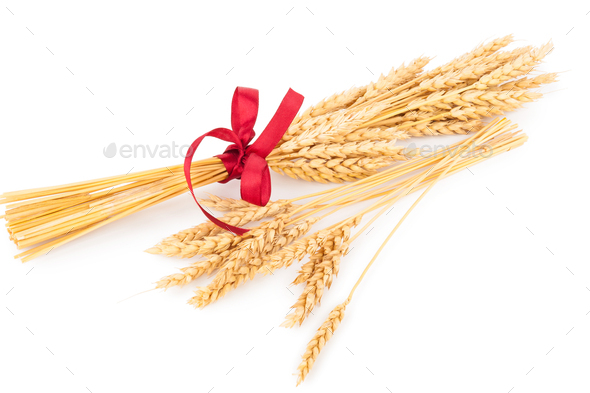 Ears of wheat tied with red ribbon Stock Photo by SeDmi | PhotoDune