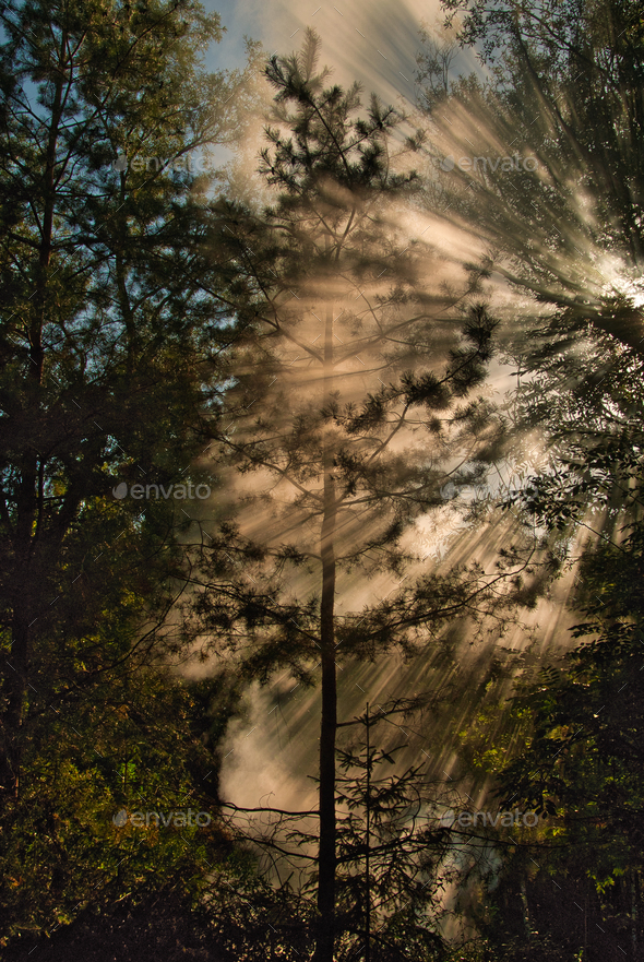 Sun rays shining through the canopy of trees in the forest Stock Photo ...