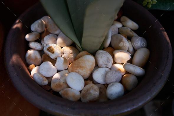 The Pebbles decorated in pot Stock Photo by Studio_OMG | PhotoDune
