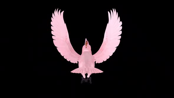 White Doves - Flock of 5 - Flying Transition by VideoMagusFX | VideoHive