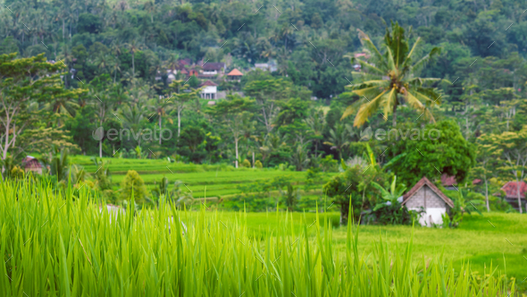 Rice tarraces in Sidemen, Rainy clouds are moving down, Bali, Indonesia ...