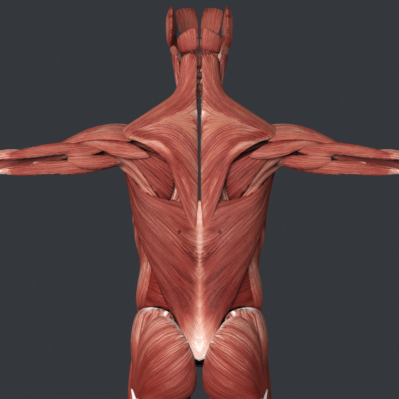 Male Muscular System by creativejungle007 | 3DOcean