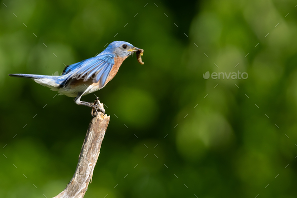 Eastern Bluebird Taking Flight Stock Photo by mattcuda | PhotoDune