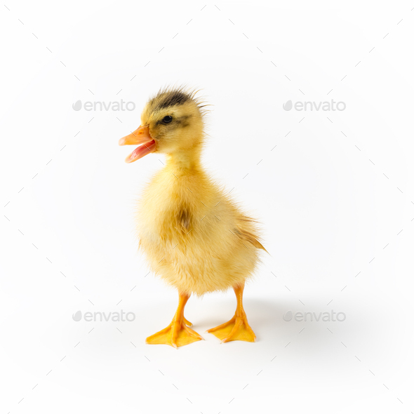 yellow little duck isolated Stock Photo by chuyu2014 | PhotoDune