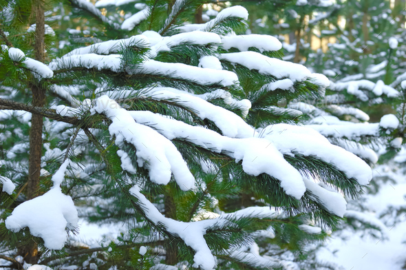Close-up of beautiful smooth snowy fir branches Stock Photo by YouraPechkin