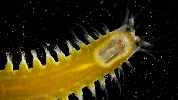 Worm Polychaeta Under a Microscope, This Is the Annelida Class, Live in ...