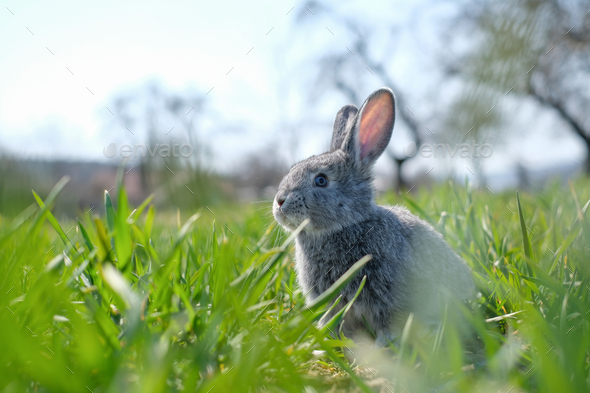 Small grey rabbit in green grass closeup Stock Photo by ivankmit ...