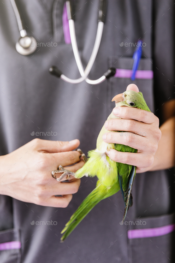 Veterinarian doctor is making a check up of a kramer parrot. Stock ...