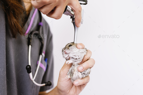 Veterinarian doctor is making a check up of a little hamster. Stock ...
