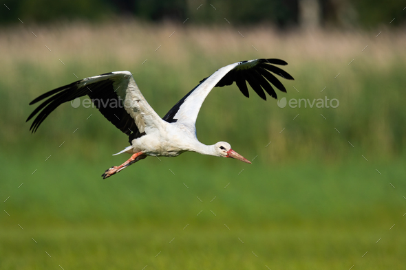 White stork flying above meadow with wings open in summer nature Stock ...