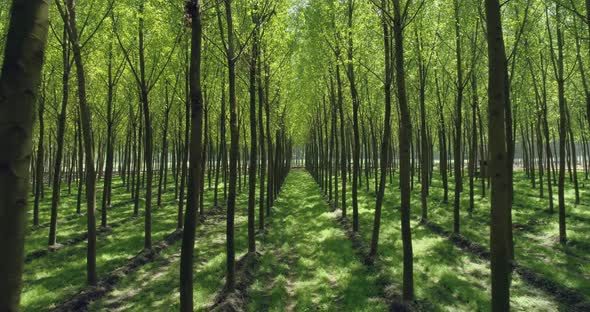 Green Forest High Tree with Green Foliage, Stock Footage | VideoHive