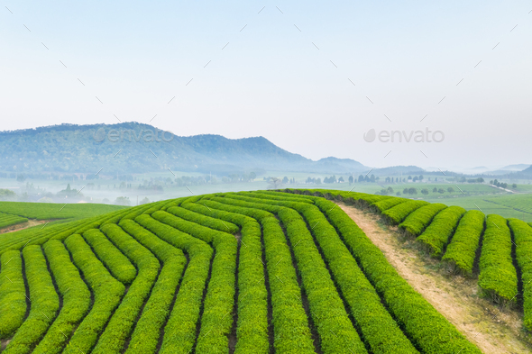 beautiful scenery of the tea farm Stock Photo by chuyu2014 | PhotoDune
