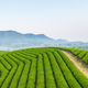 beautiful scenery of the tea farm Stock Photo by chuyu2014 | PhotoDune