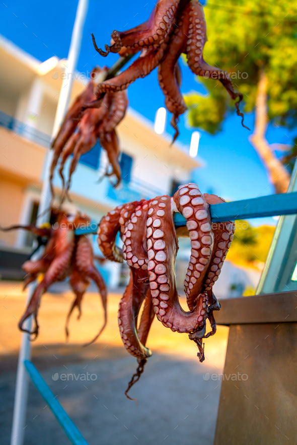 Greek octopus Stock Photo by Anna_Om | PhotoDune