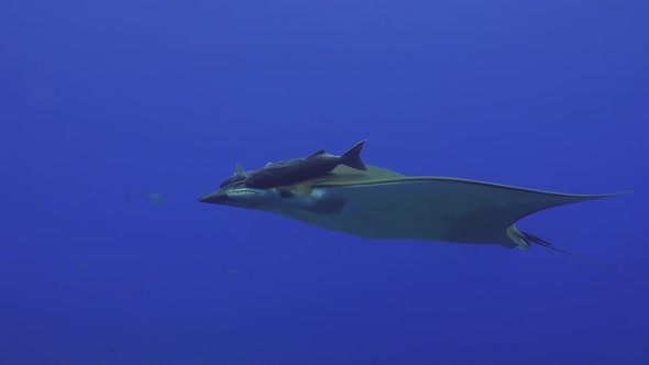 side view of sicklefin devil ray drifting in the blue ocean on the ...