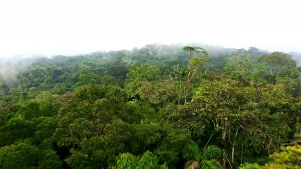 Flying over the canopy of a tropical forest, showing the large ...