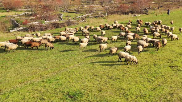 aerial view of herding sheep in a field, Stock Footage | VideoHive