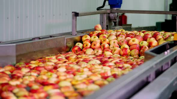 Fresh Picked Apple Harvest, Stock Footage | VideoHive