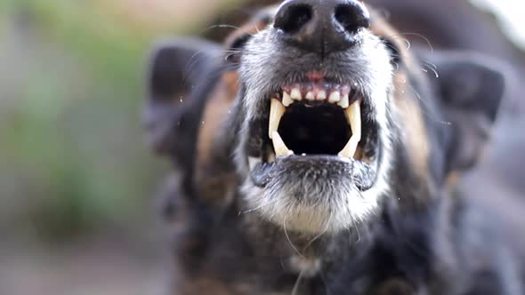 An evil German Shepherd barks into the cell. Enraged dog, Stock Footage