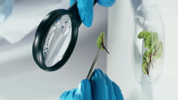 Vertical Video of Medical Scientist Inspecting Microgreens Working in ...