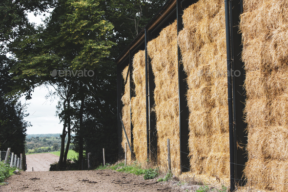 Tall stacks of straw bales along a rural farm track. Stock Photo by ...