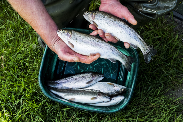 High angle close up of person holding freshly caught trout at a fish ...