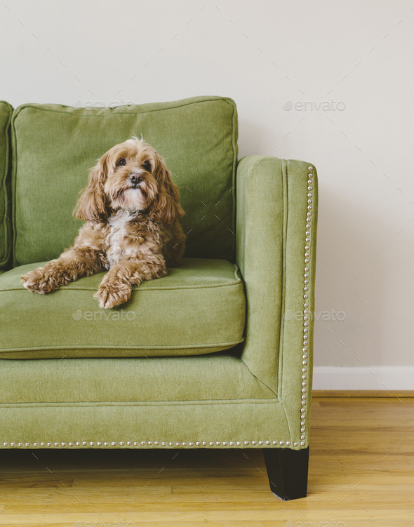 A cockapoo mixed breed dog, a cocker spaniel poodle cross, a family pet ...
