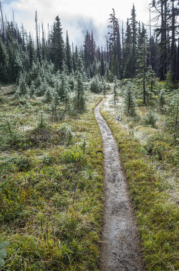 We and muddy hiking trail after mountain storm, lush subalpine meadow ...
