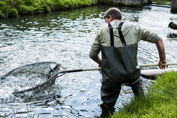 Man wearing waders standing in a river, holding large fish net with ...