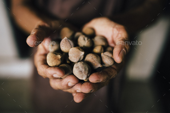 High angle close up of hands holding bunch of brown round nuts. Stock ...