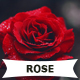 Rose Photoshop Action, Add-ons | GraphicRiver
