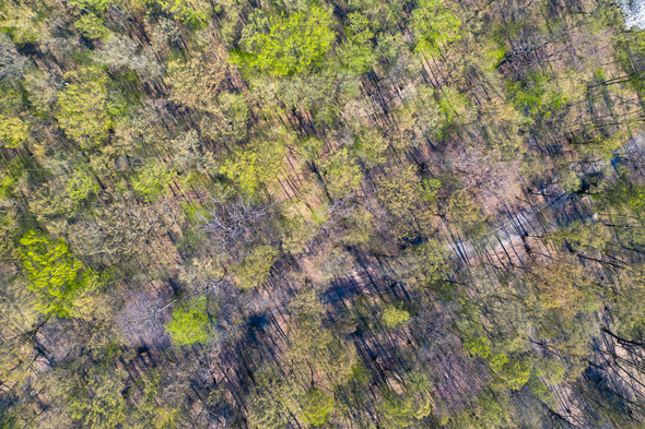 Spring forest top view. Stock Photo by erika8213 | PhotoDune