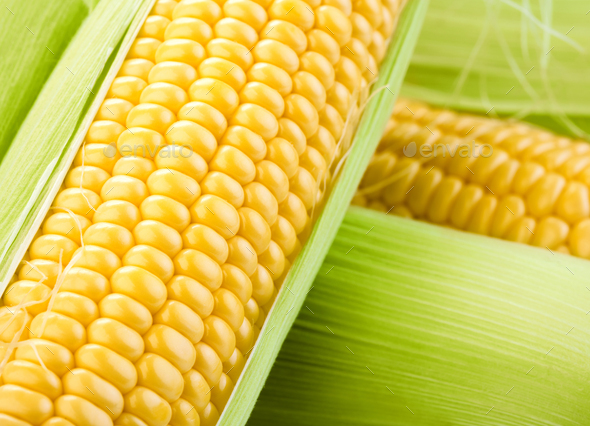 cobs of corn Stock Photo by Pineapple_Studio | PhotoDune